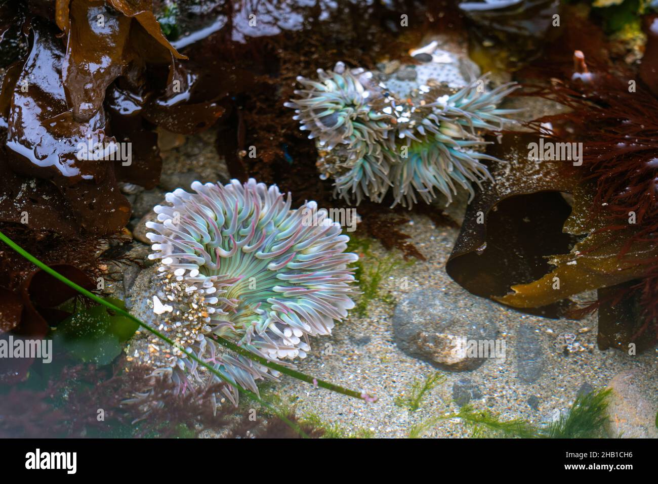 Closeup of sea anemones at Pinnacle Gulch Beach in Bodega Bay ...