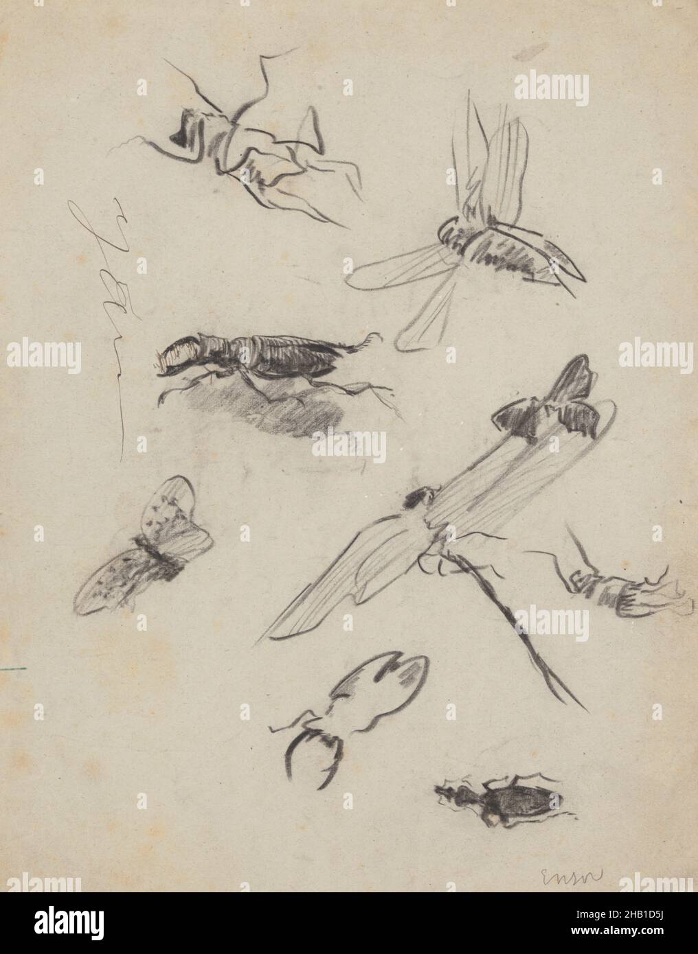 Insects, James Ensor, circa 1860-1949, drawing, Belgian Art Stock Photo ...