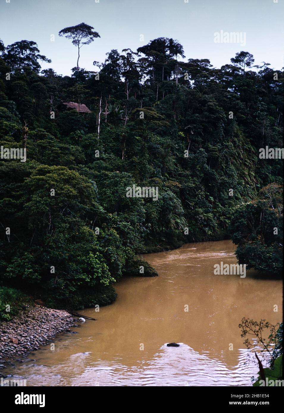 Rio Puyo river flowing in tropical rainforest, Ecuador, South America ...