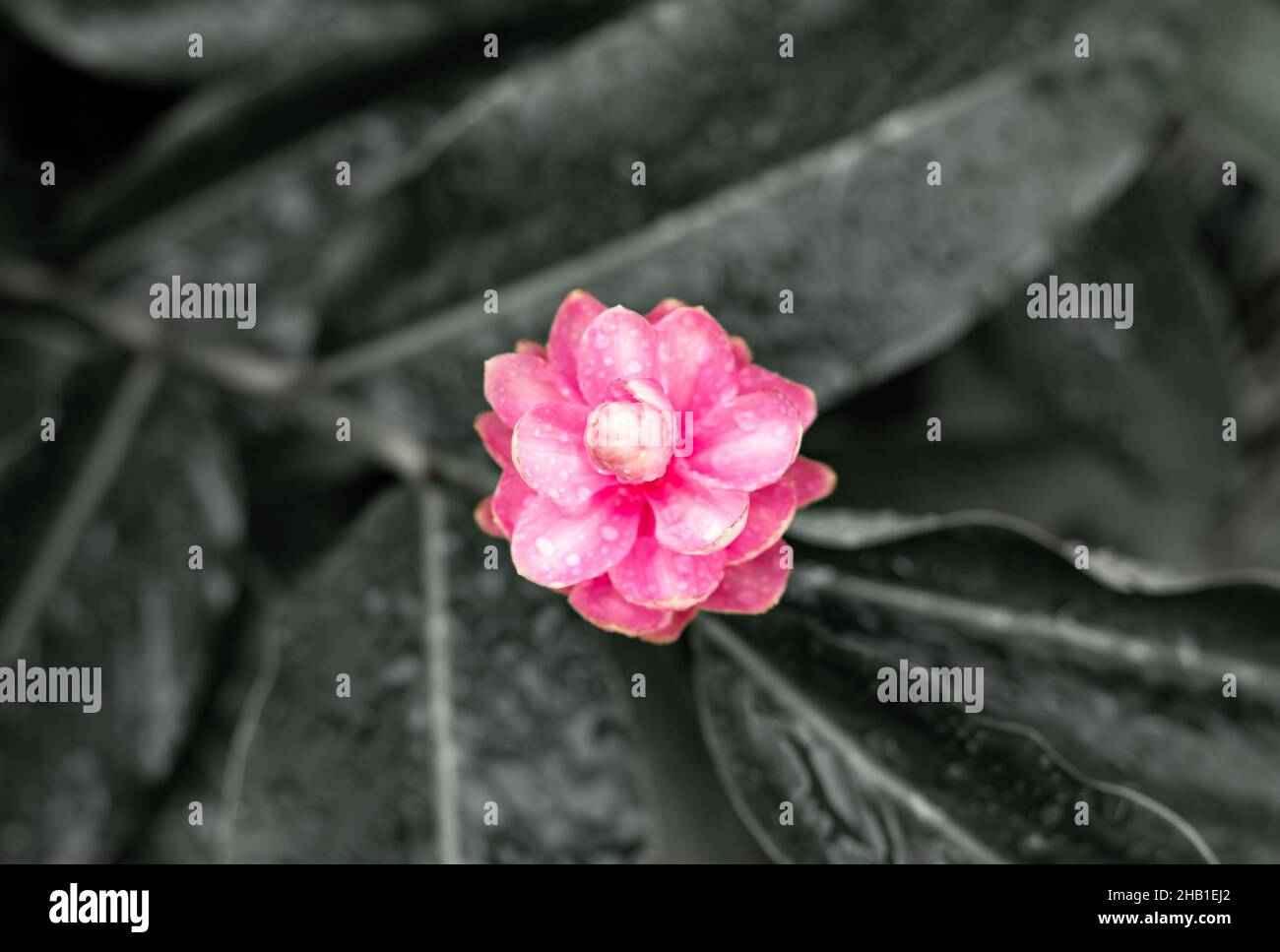 Isolated color of an overhead shot of a pink Ginger Lily, Alpinia ...