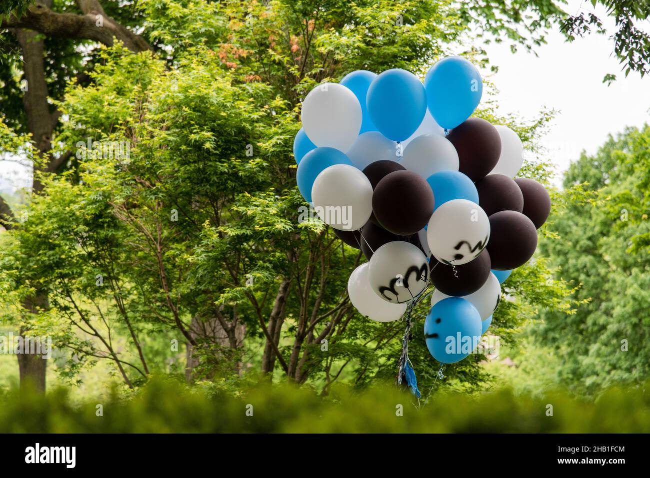 Bunch of blue, white, and black balloons in front of a tree Stock Photo ...