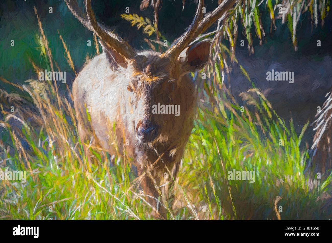 Digital Painting of a Sambar Deer Stock Photo - Alamy