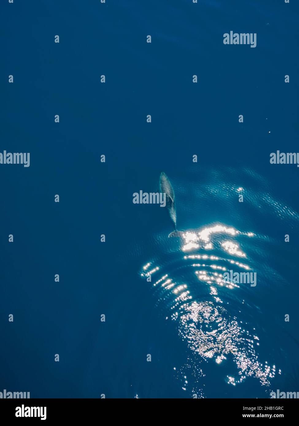 Aerial view of Bottlenose dolphin in Black sea Stock Photo - Alamy