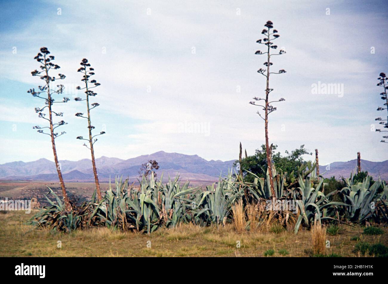 Moshoeshoe hi-res stock photography and images - Alamy