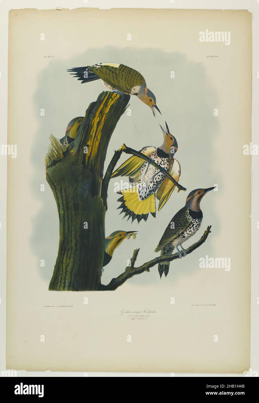 Golden-winged Woodpecker, John James Audubon, American, born Haiti ...