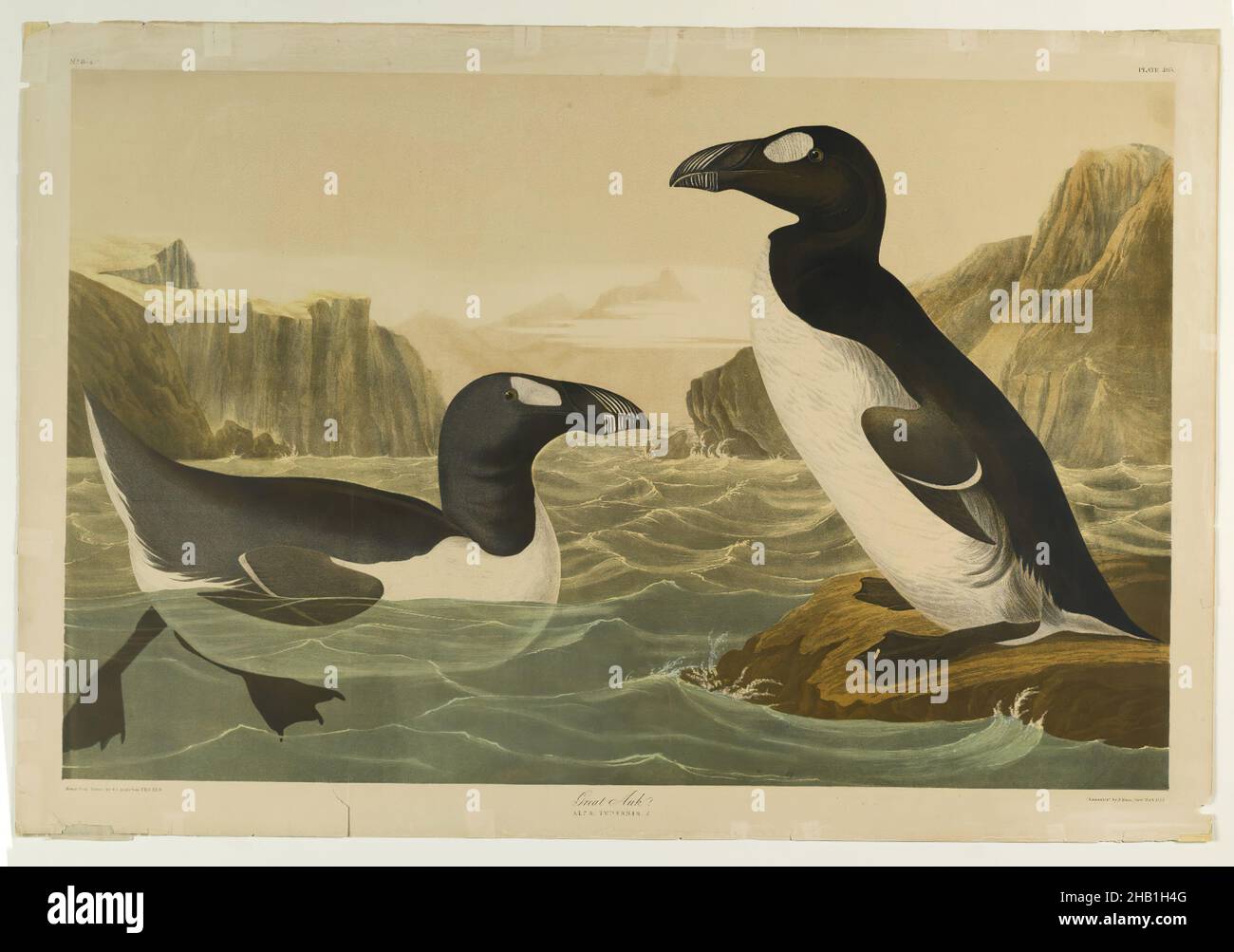 Great Auk, John James Audubon, American, born Haiti, 1785-1851 ...