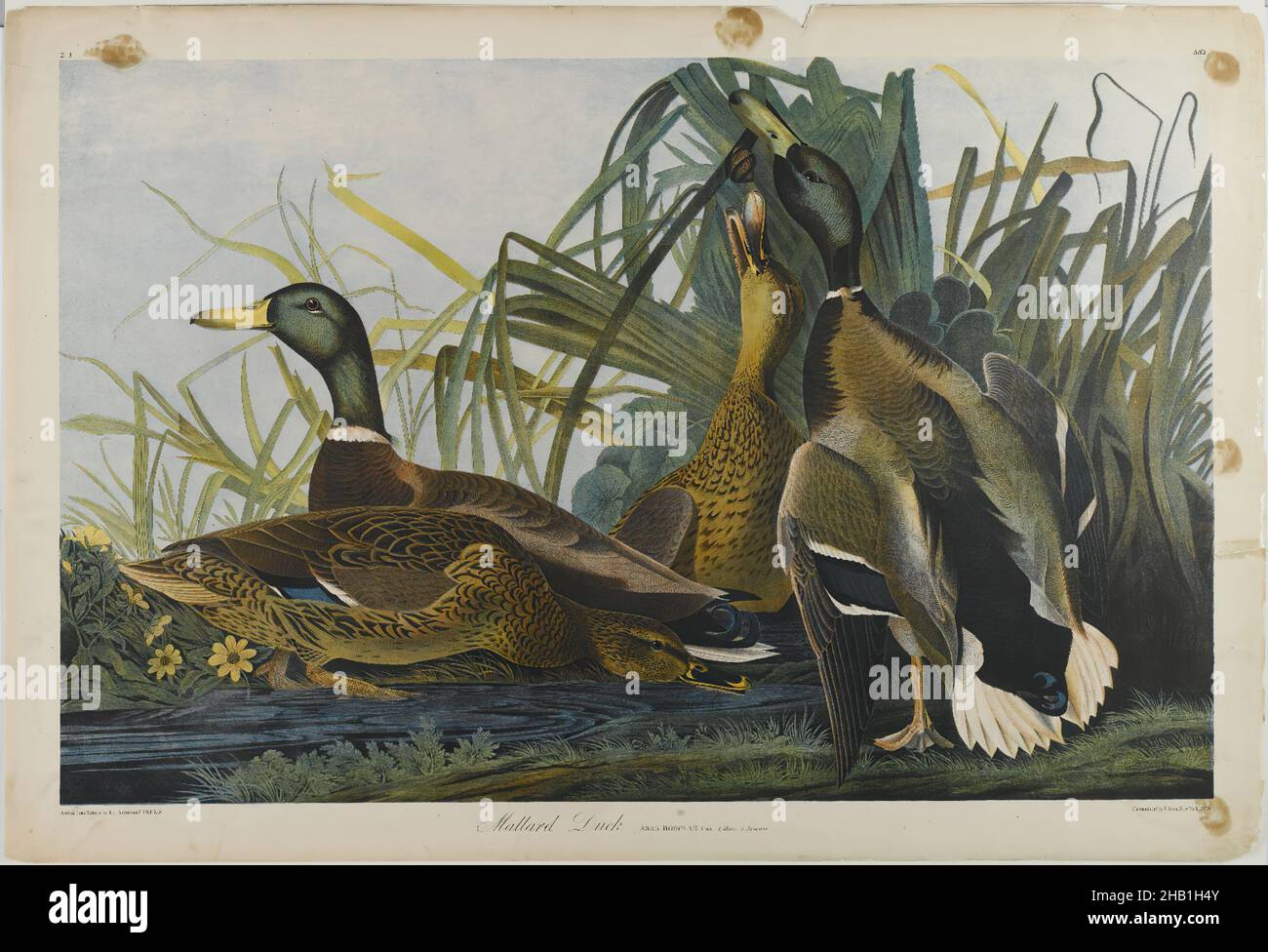 Illustration mallard duck hi-res stock photography and images - Alamy