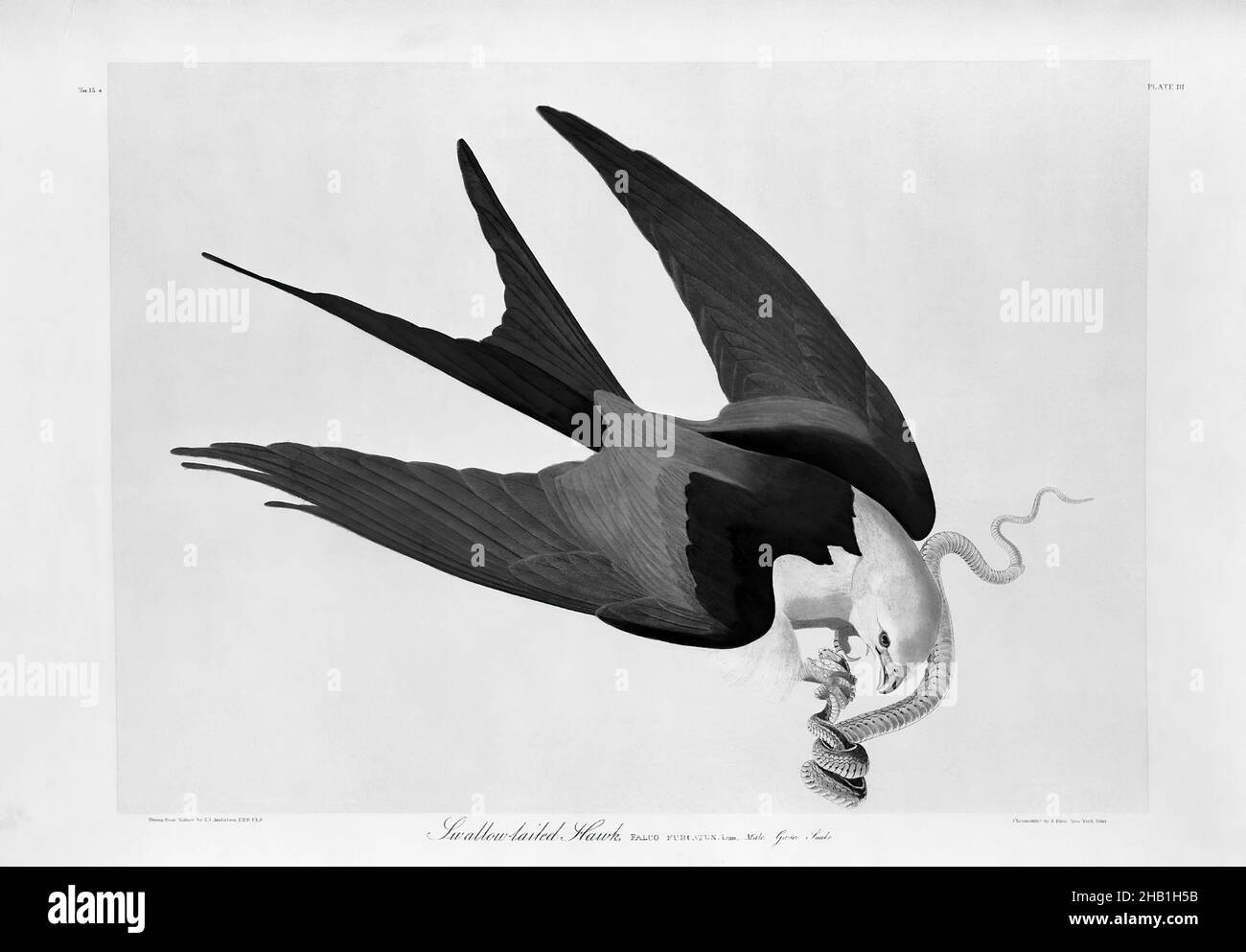 Swallow-Tailed Hawk, John James Audubon, American, born Haiti, 1785 ...