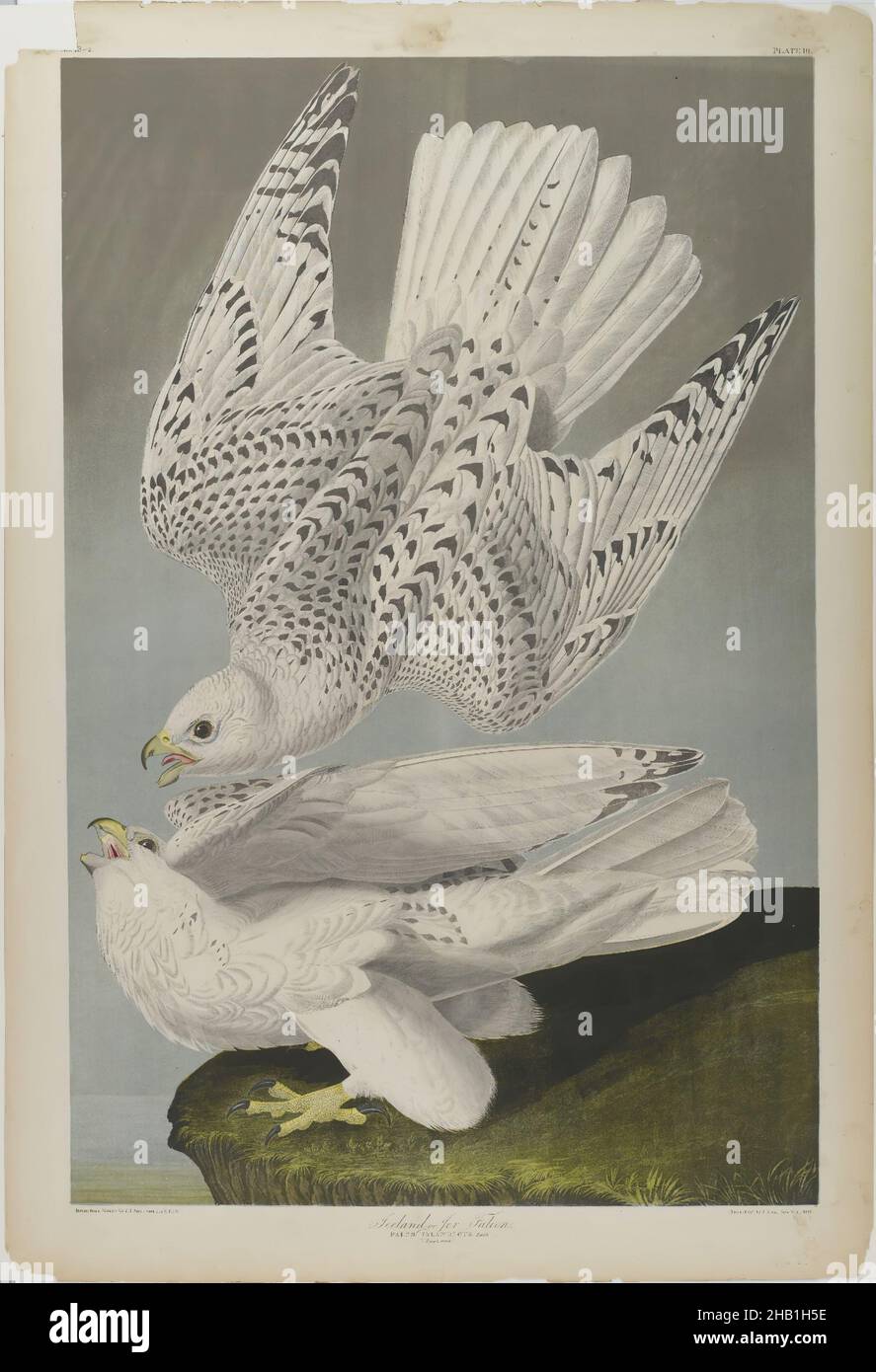 Iceland or Jer Falcon, John James Audubon, American, born Haiti, 1785 ...