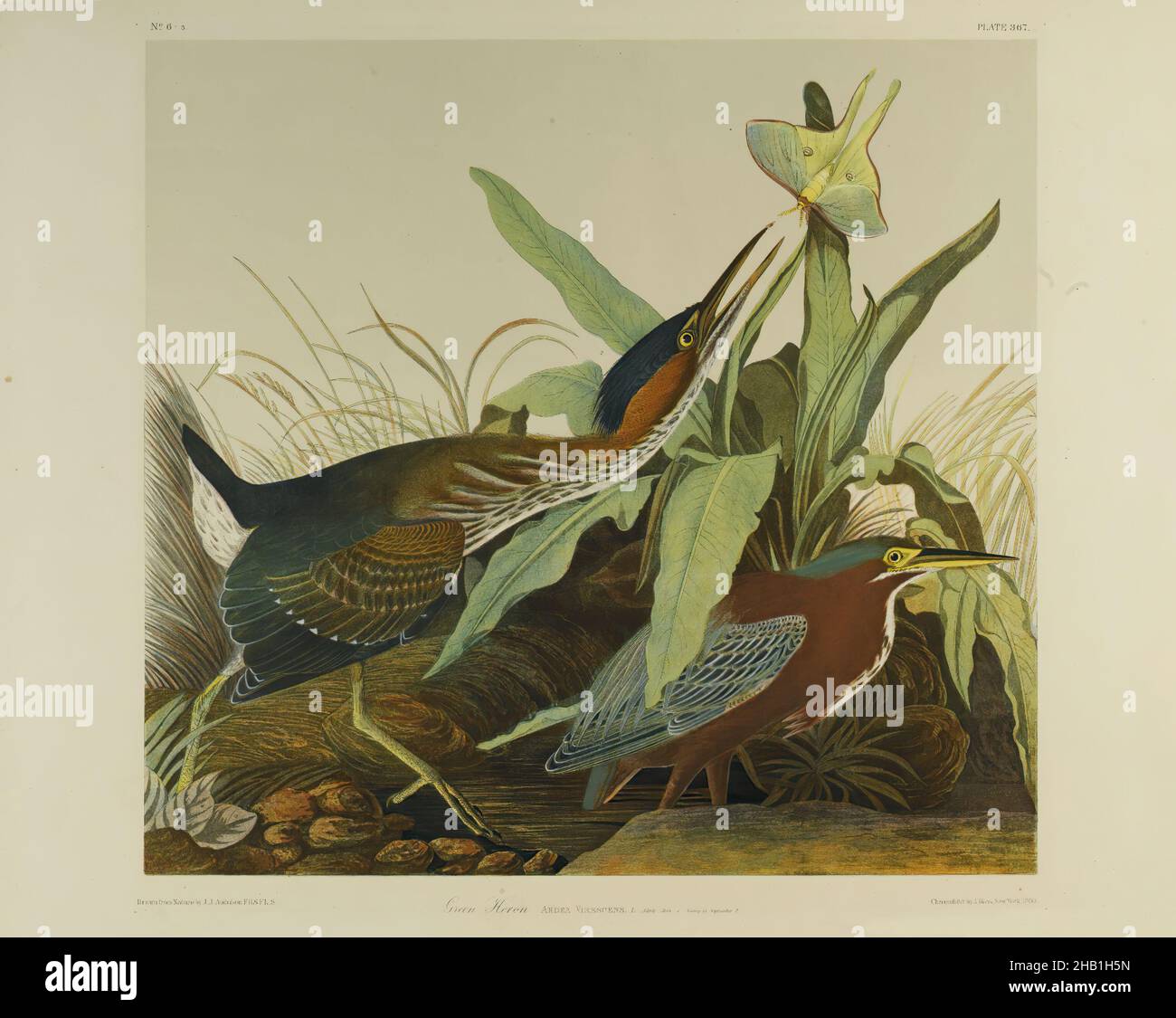 Green Heron, John James Audubon, American, born Haiti, 1785-1851 ...