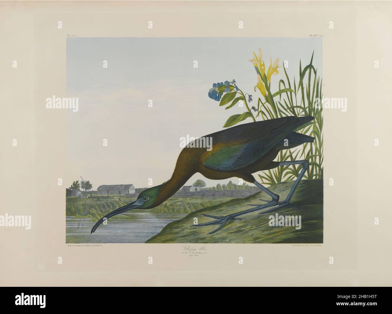 Glossy Ibis, John James Audubon, American, born Haiti, 1785-1851 ...