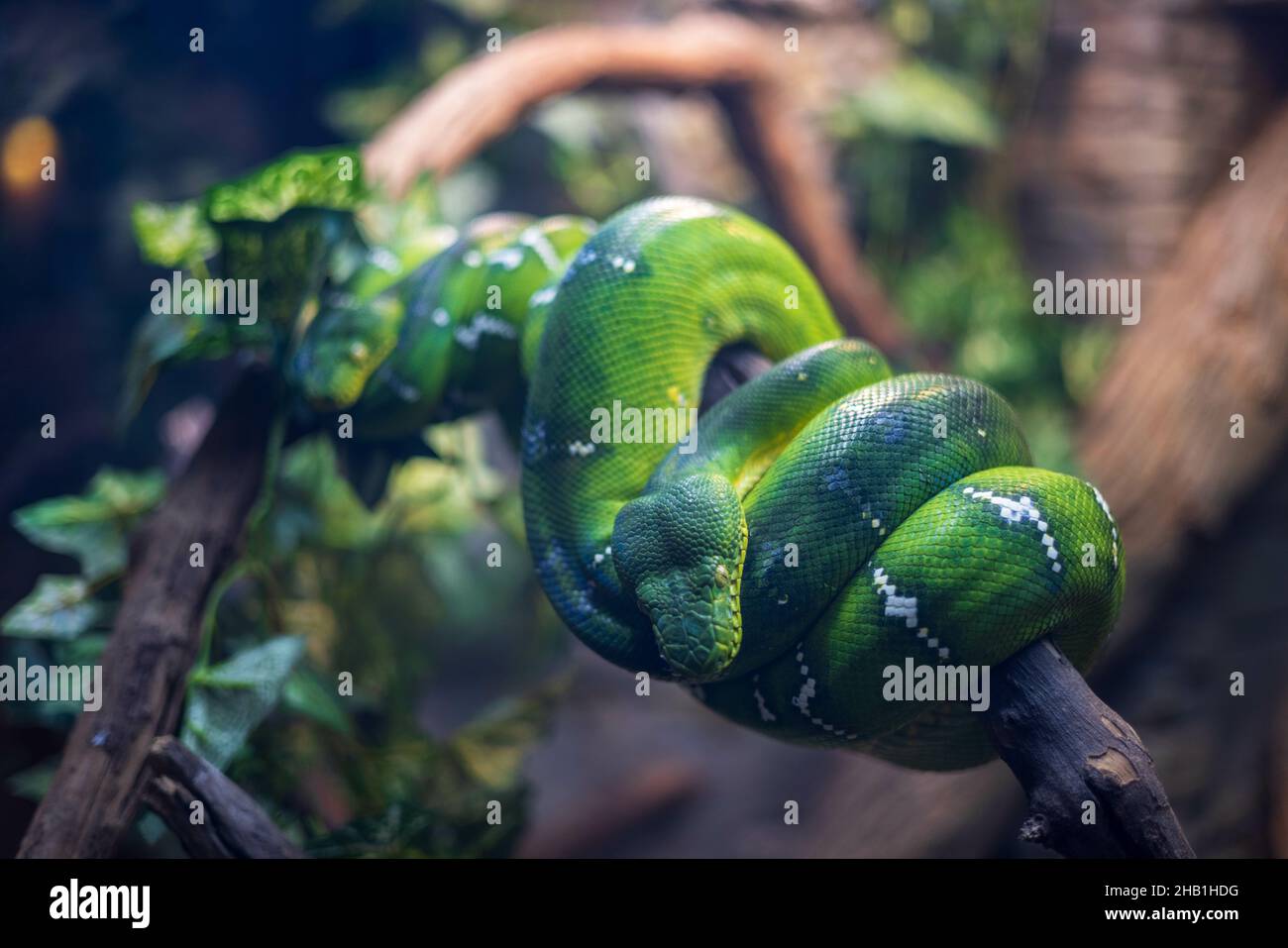 Emerald tree boa coiled on a tree branch in Central Florida Zoo ...