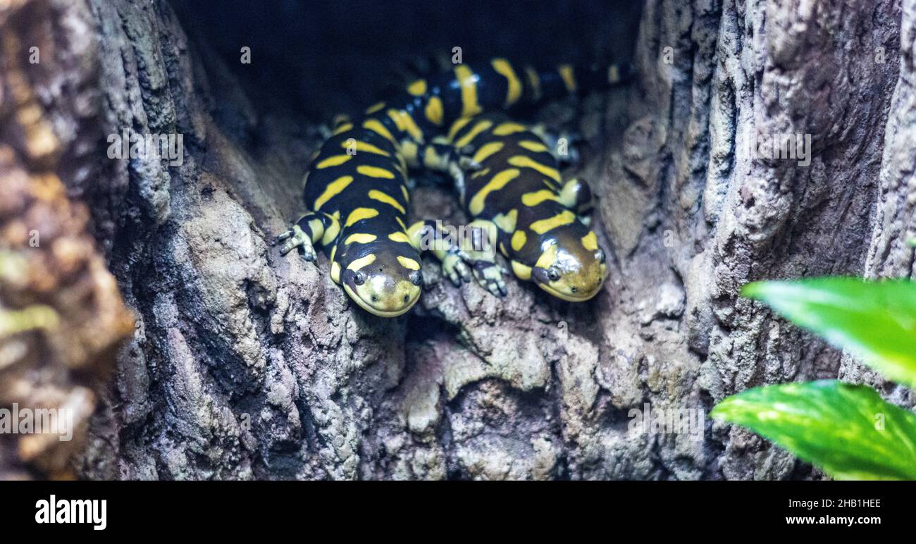 Tiger salamanders hi-res stock photography and images - Alamy