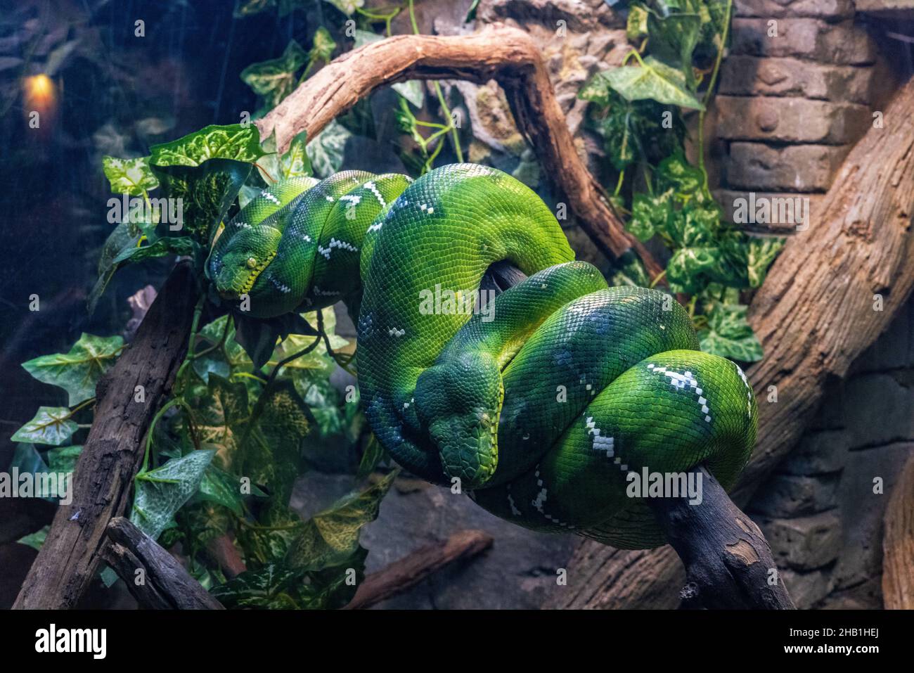 Emerald tree boa coiled on a tree branch in Central Florida Zoo ...