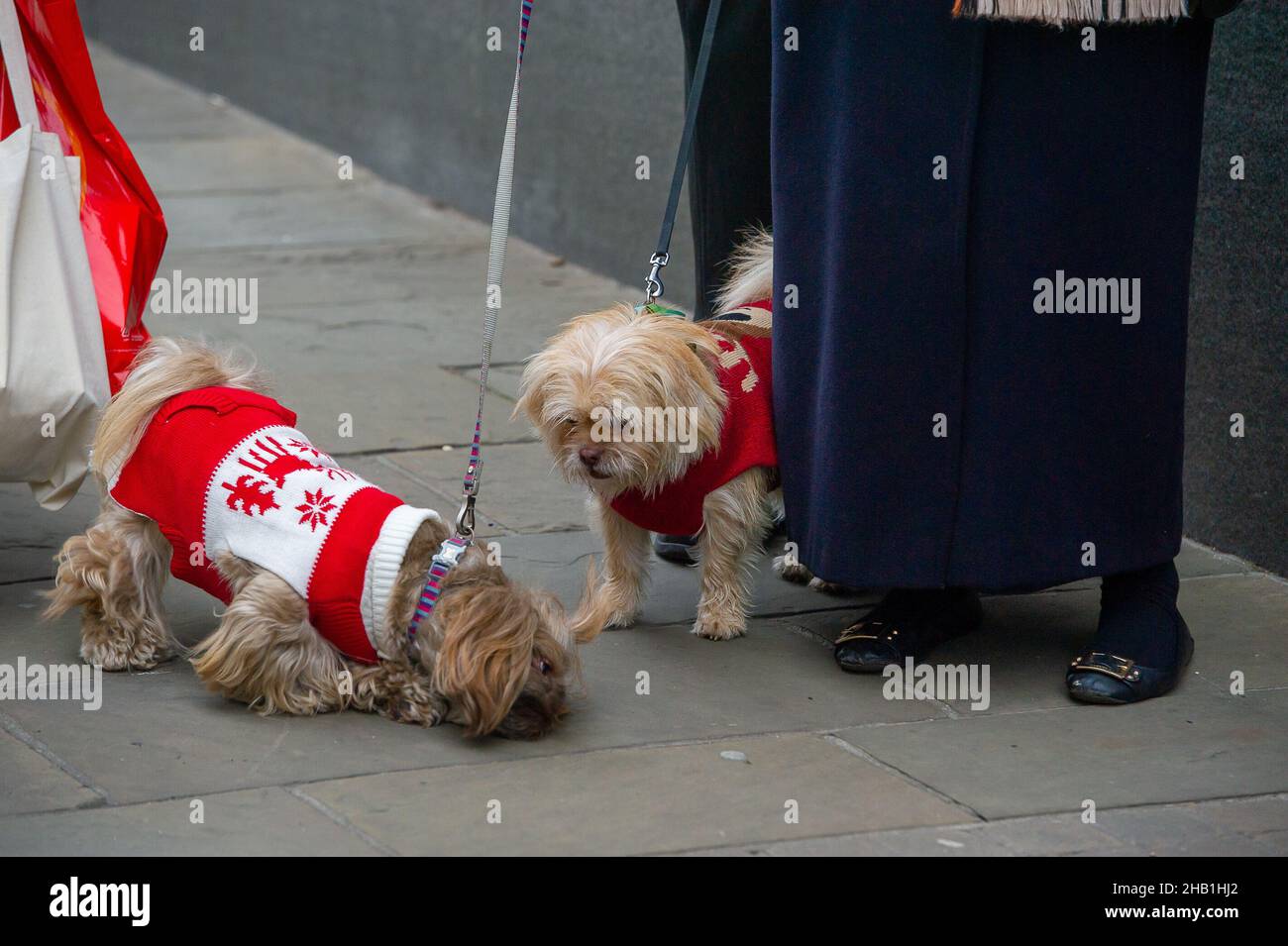 Windsor, Berkshire, UK. Dogs Barney and Nala keeping warm on a dull ...