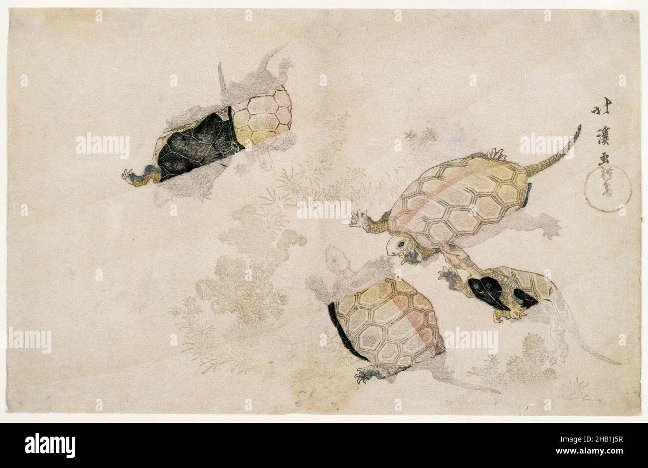 Japanese tortoises hi-res stock photography and images - Alamy