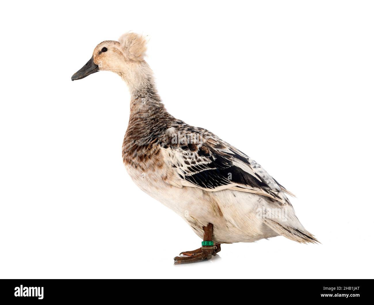 Crested duck breed in front of white background Stock Photo - Alamy
