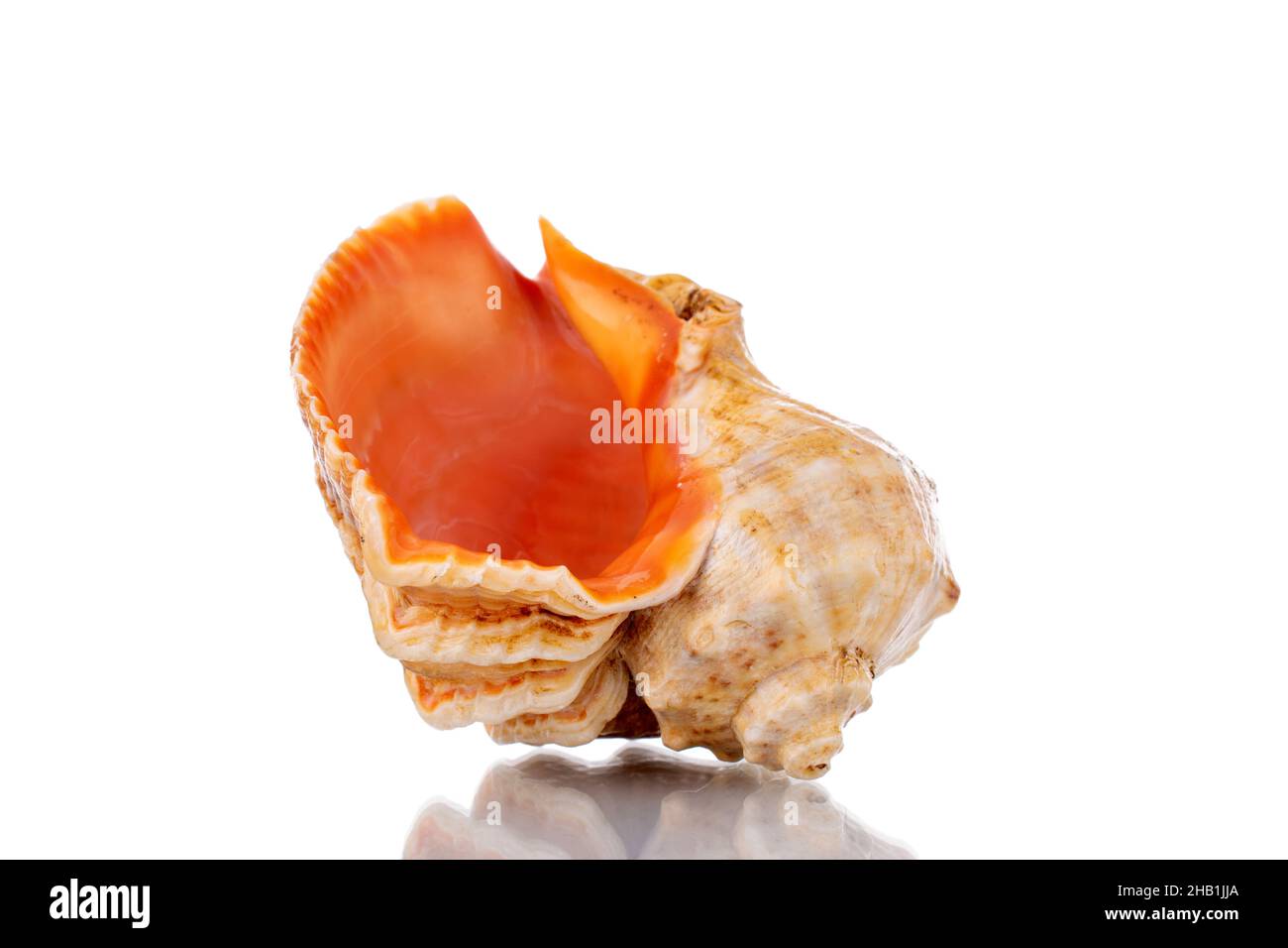 One sea shell, close-up, isolated on white Stock Photo - Alamy