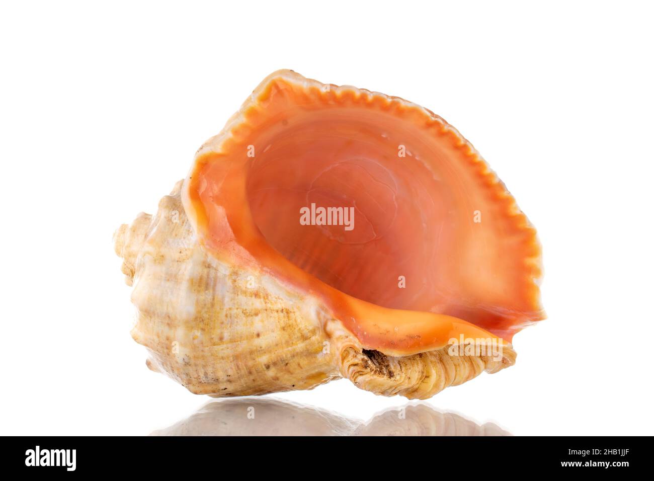 One sea shell, close-up, isolated on white Stock Photo - Alamy