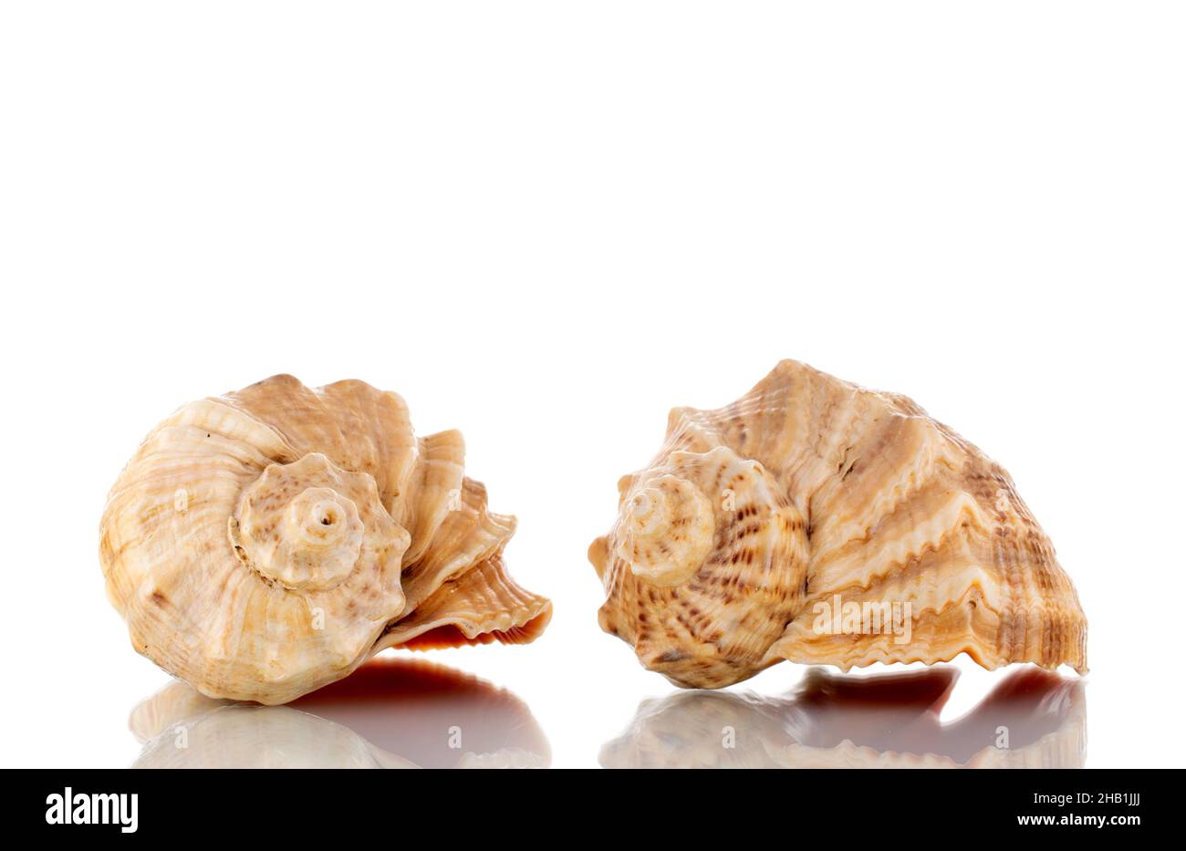 Empty Oyster Shells Cut Out Stock Images & Pictures - Alamy