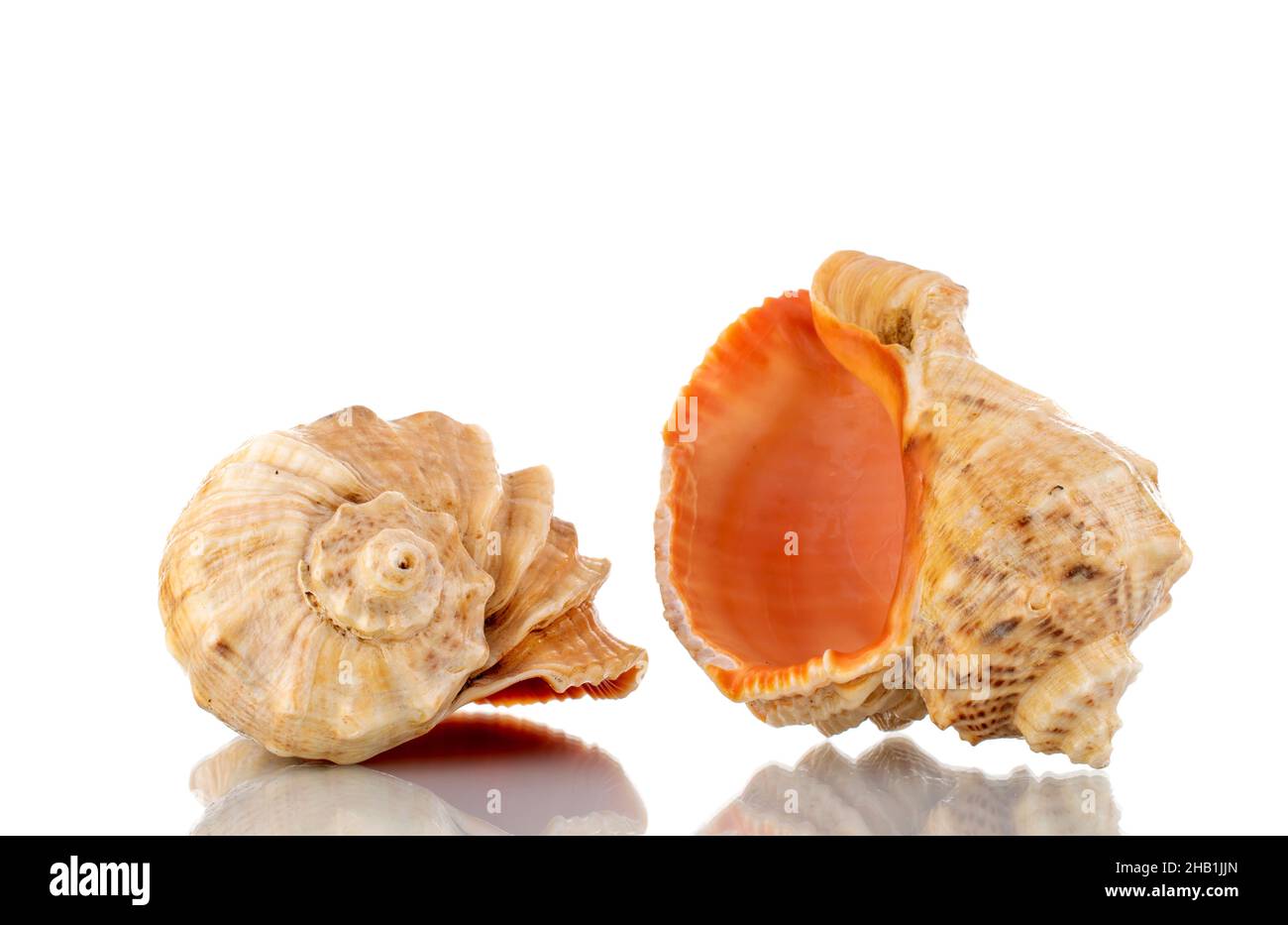 Two sea shells, close-up, isolated on white Stock Photo - Alamy