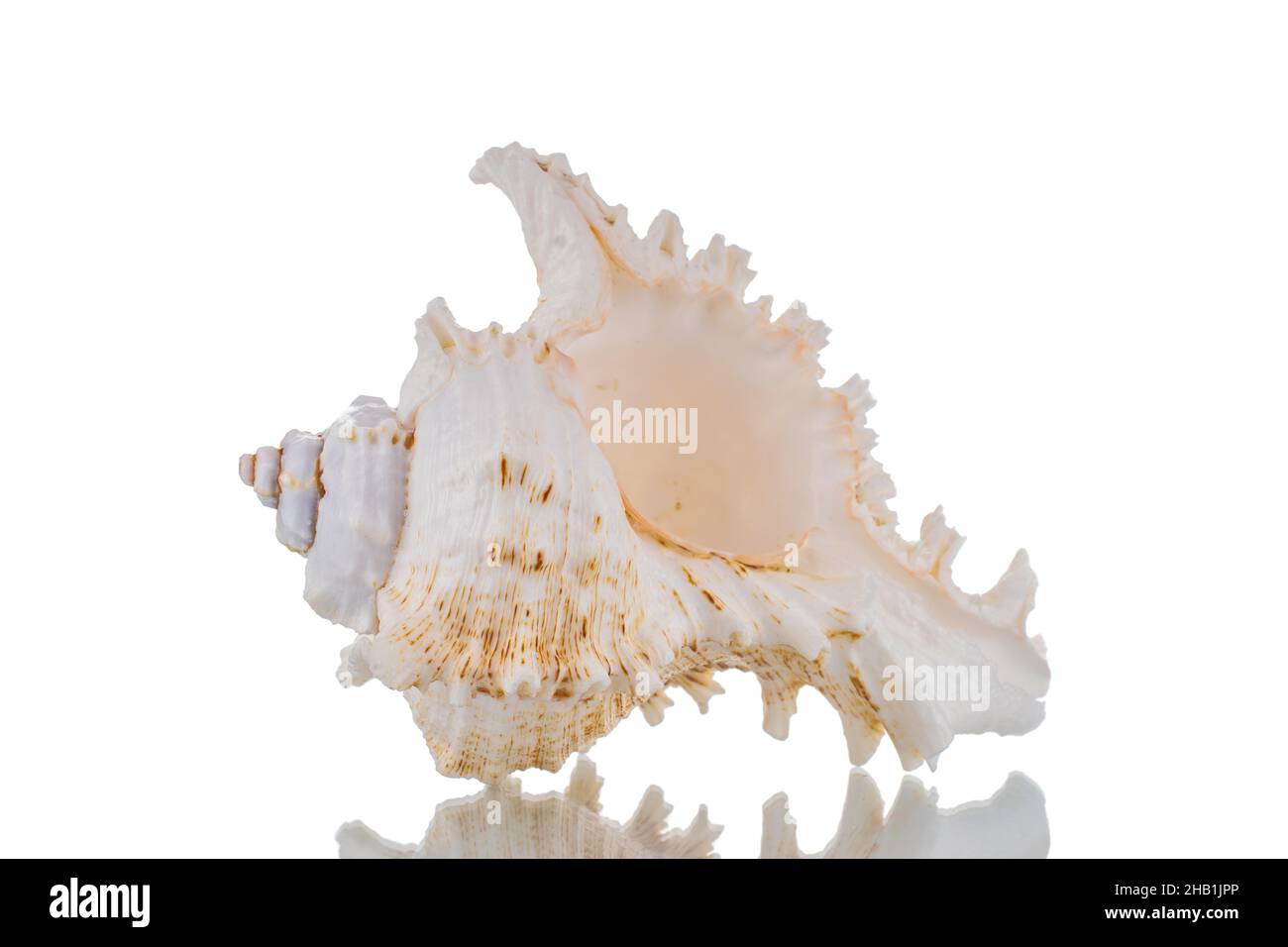 One sea shell, close-up, isolated on white Stock Photo - Alamy
