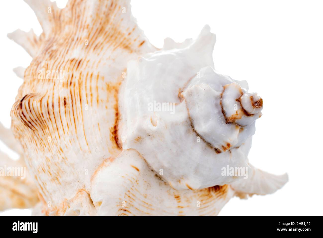 One sea shell, close-up, isolated on white Stock Photo - Alamy