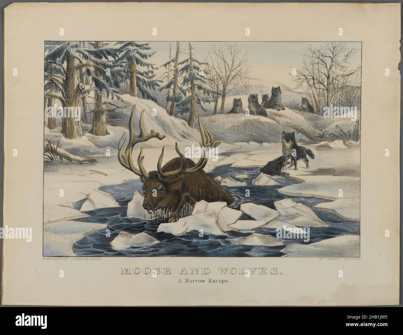 Wolf Pack Hunting Moose