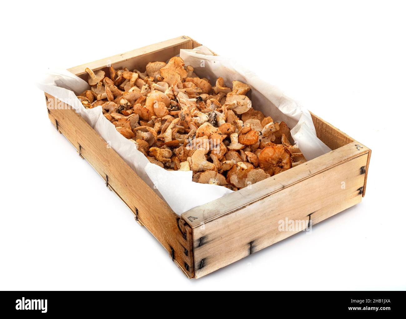 Hydnum repandum in front of white background Stock Photo - Alamy