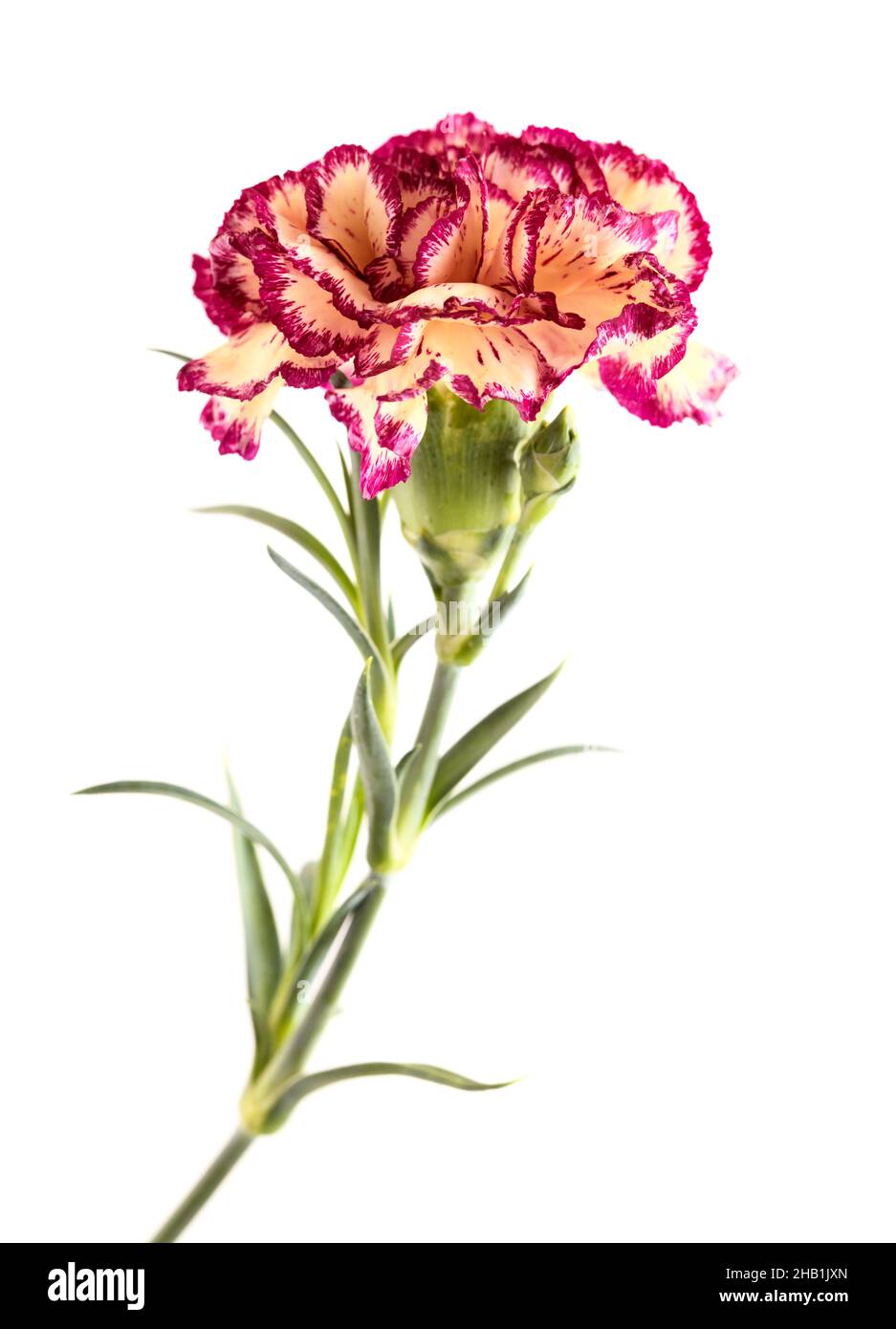Cream carnation hi-res stock photography and images - Alamy