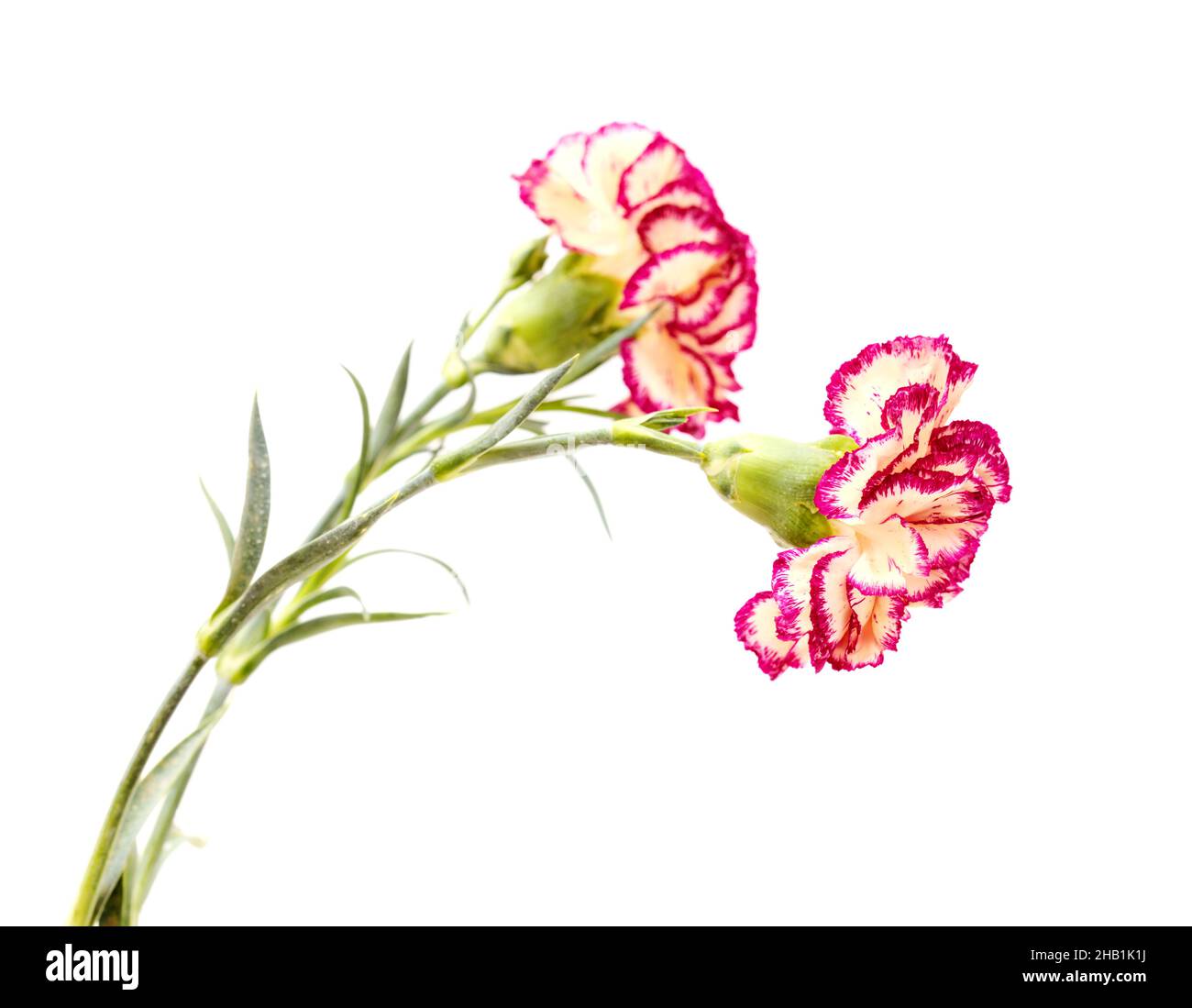 beautiful unusual cream and dark red Carnation flowers isolated on ...