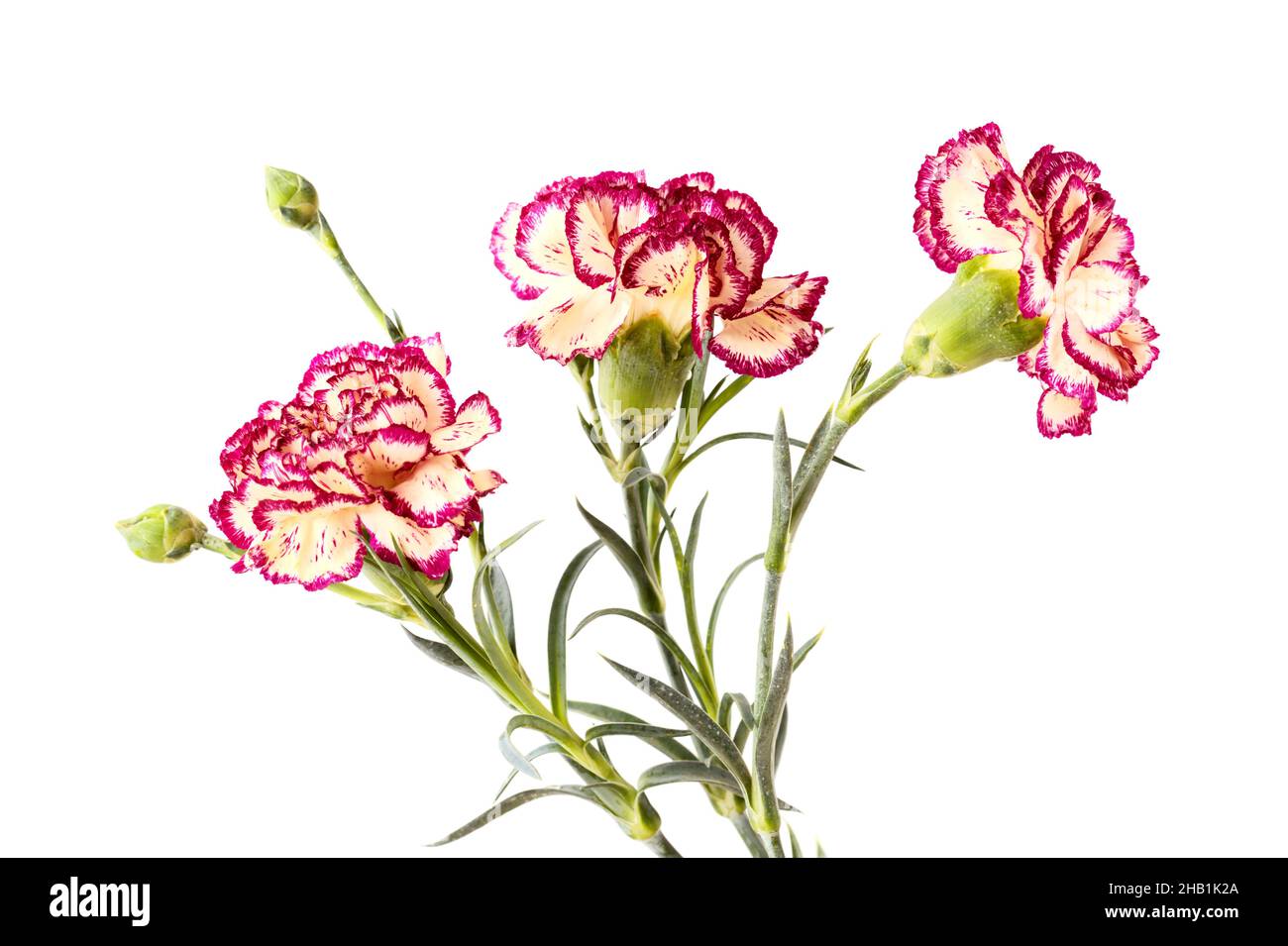 Cream carnation hi-res stock photography and images - Alamy