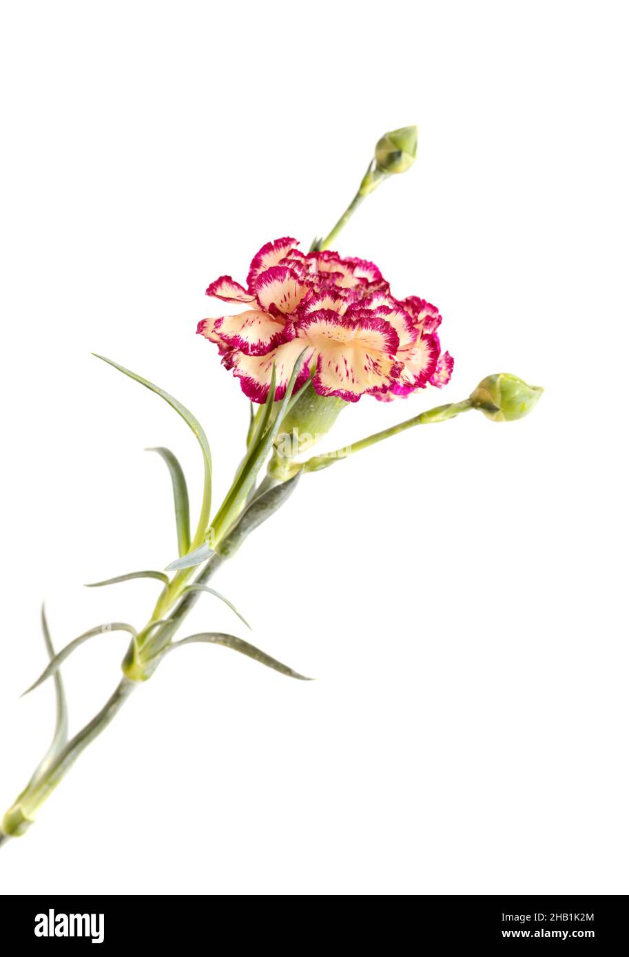 beautiful unusual cream and dark red Carnation flowers isolated on ...