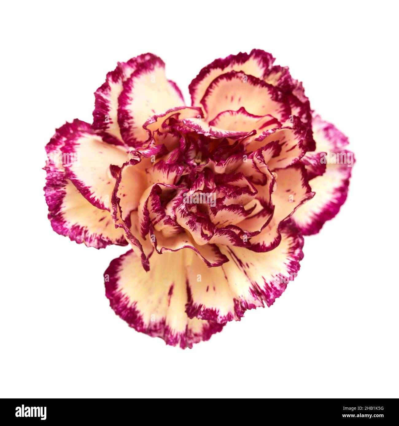 beautiful unusual cream and dark red Carnation flowers isolated on ...