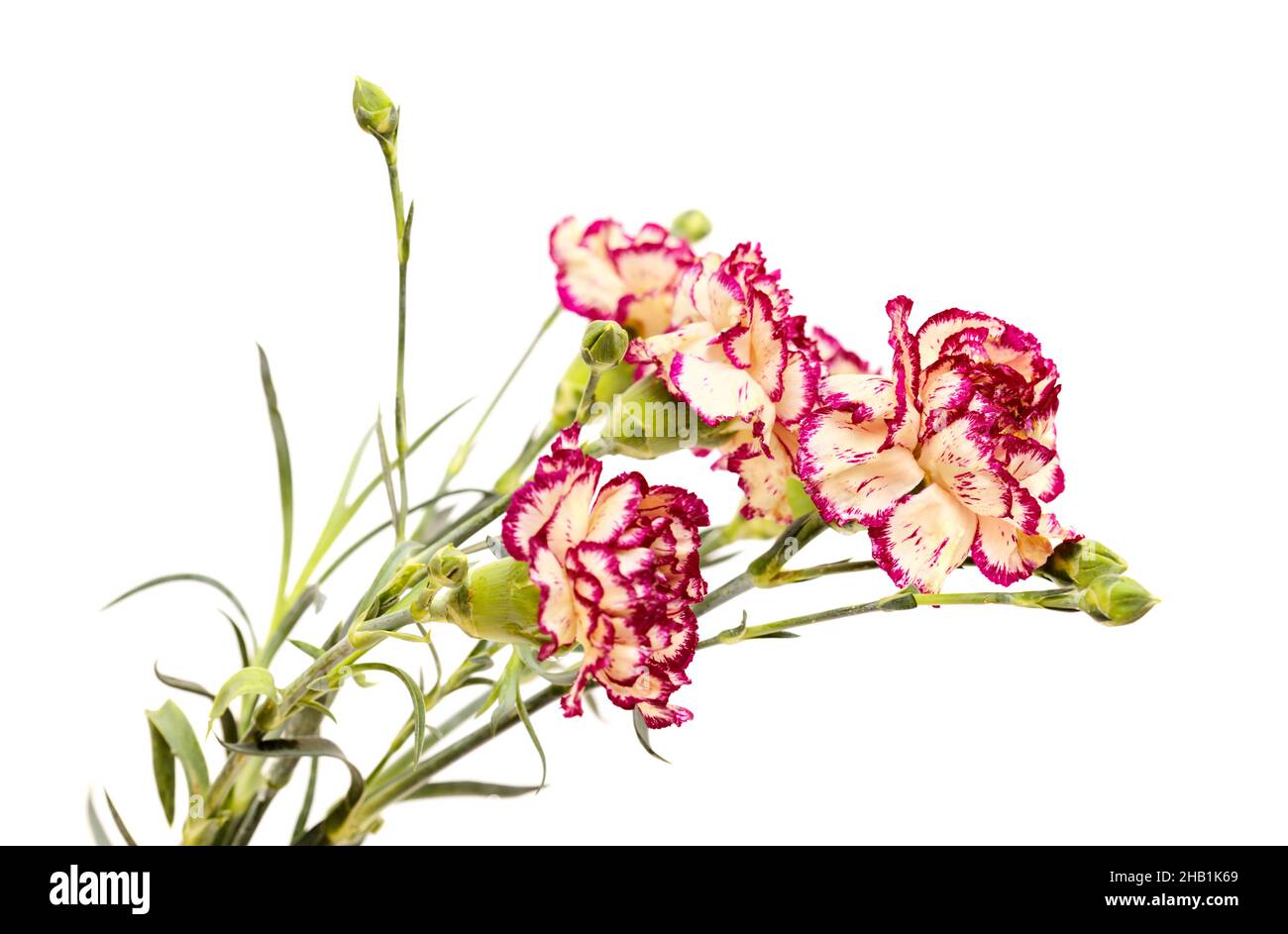 beautiful unusual cream and dark red Carnation flowers isolated on ...