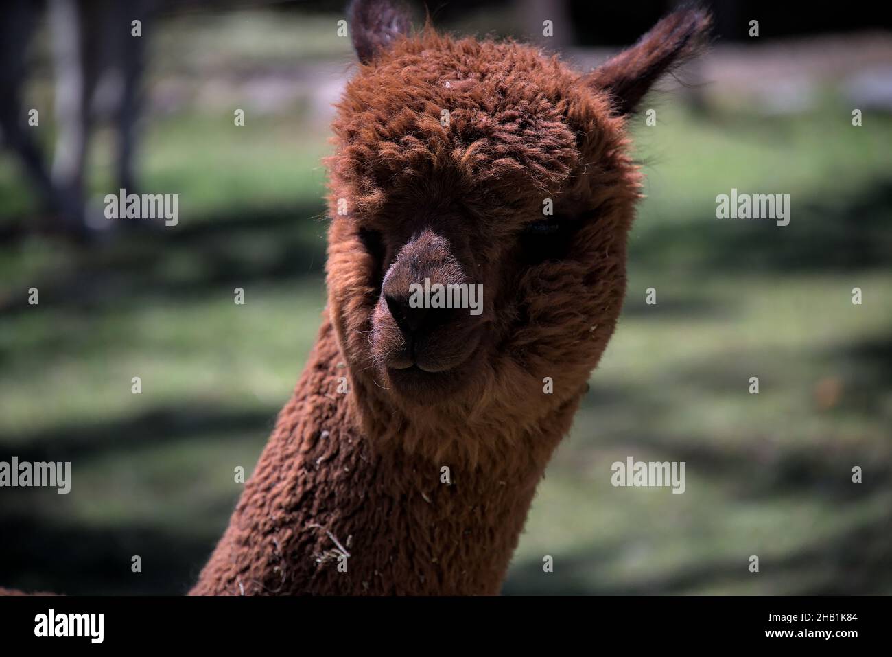 Alpaca llama head chewing grass at wool factory farm in south america ...