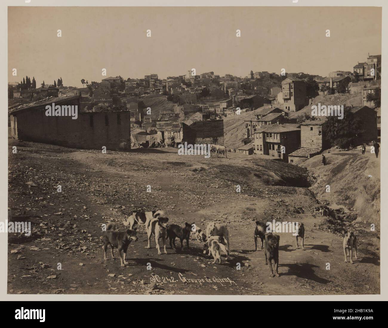 Group of Dogs, Gelatin silver photograph, ca. 1860-1880, Ottoman Period ...
