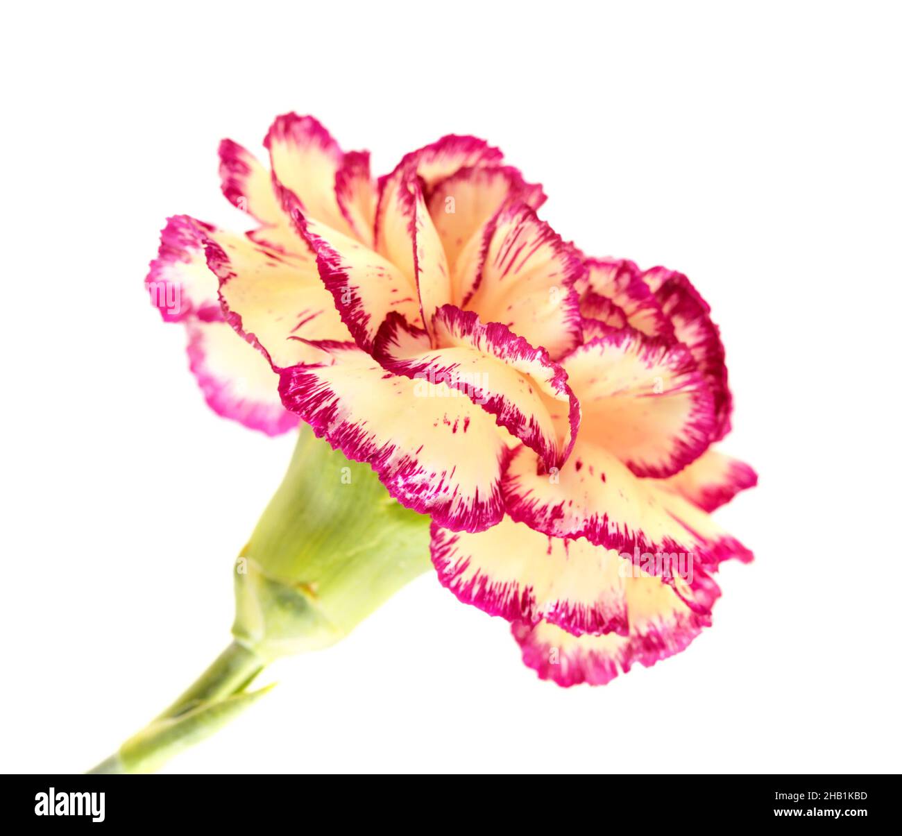 beautiful unusual cream and dark red Carnation flowers isolated on ...