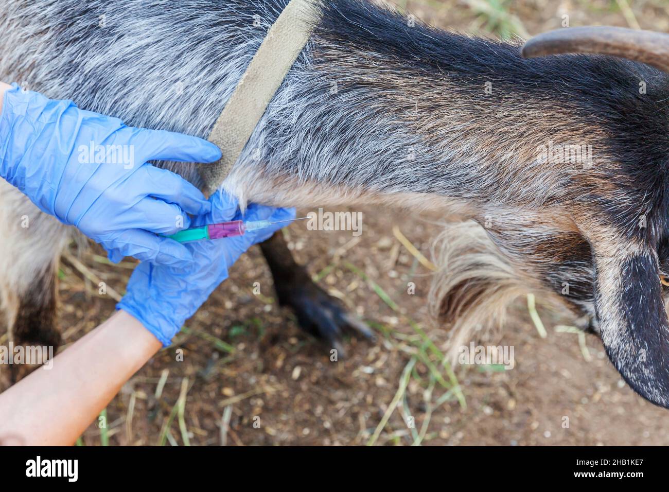 Veterinarian woman with syringe holding and injecting goat on ranch ...