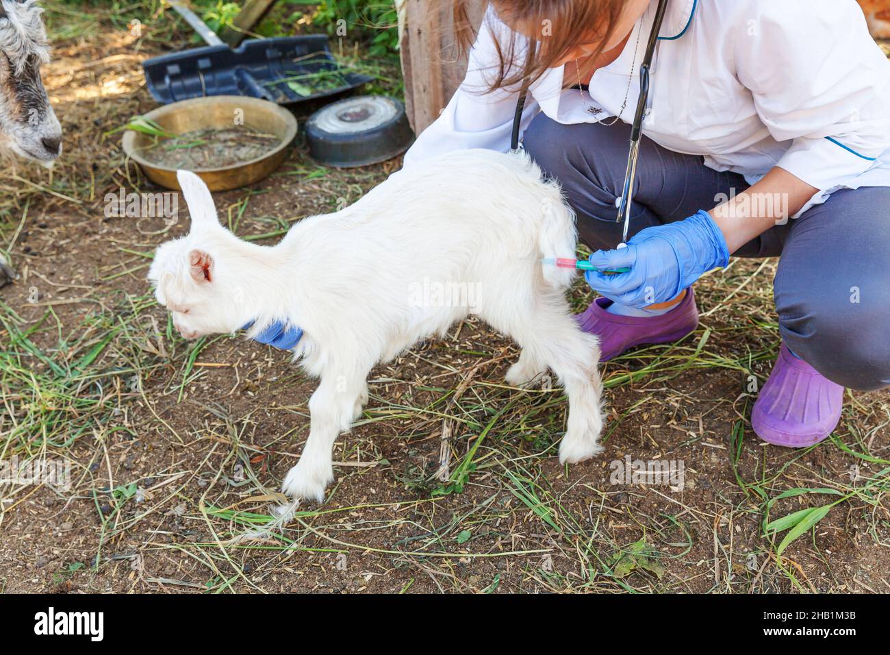 Veterinarian woman with syringe holding and injecting goat kid on ranch ...
