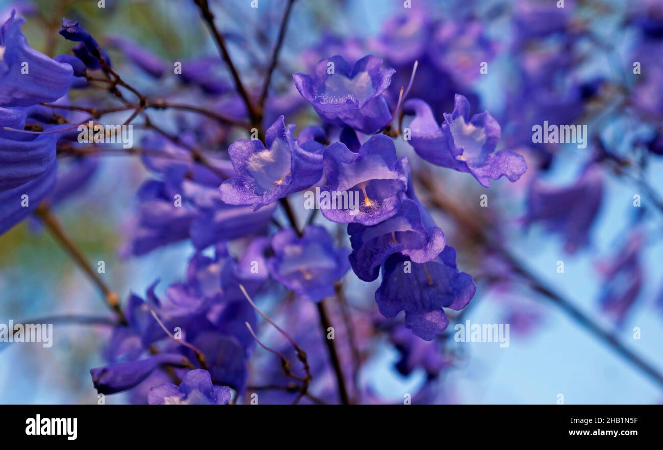 Blue jacaranda flowers (Jacaranda mimosifolia Stock Photo - Alamy