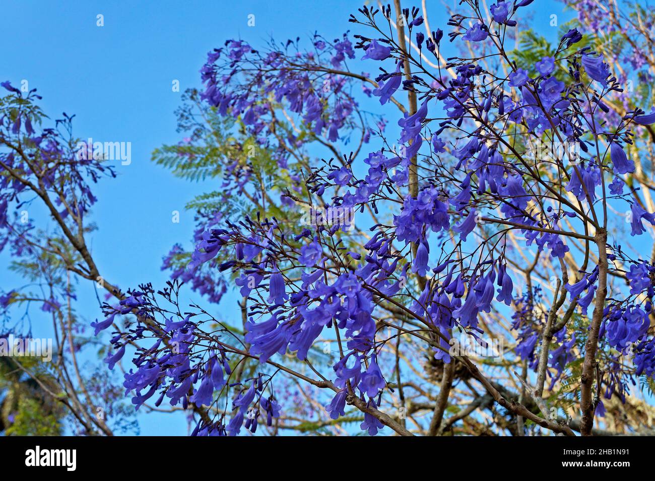 Blue jacaranda flowers (Jacaranda mimosifolia Stock Photo - Alamy