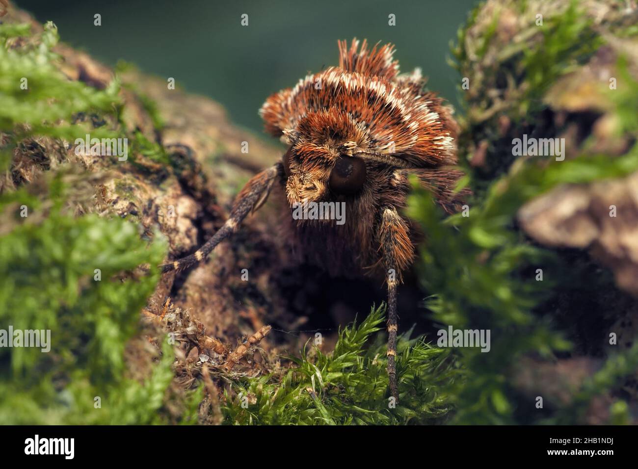 True Lover's Knot moth (Lycophotia porphyrea) at rest on tree ...