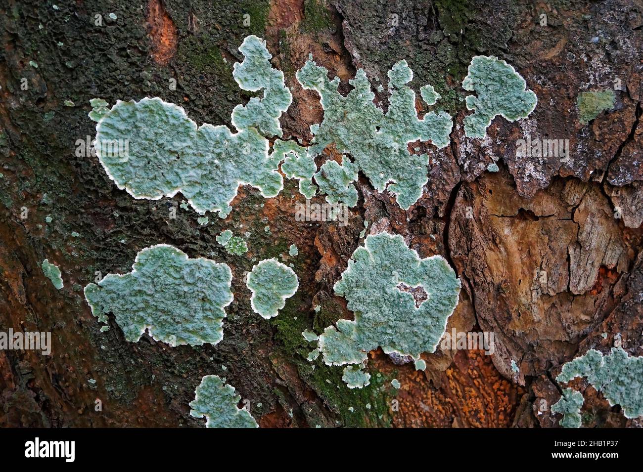 Lichen on trunk texture background Stock Photo - Alamy