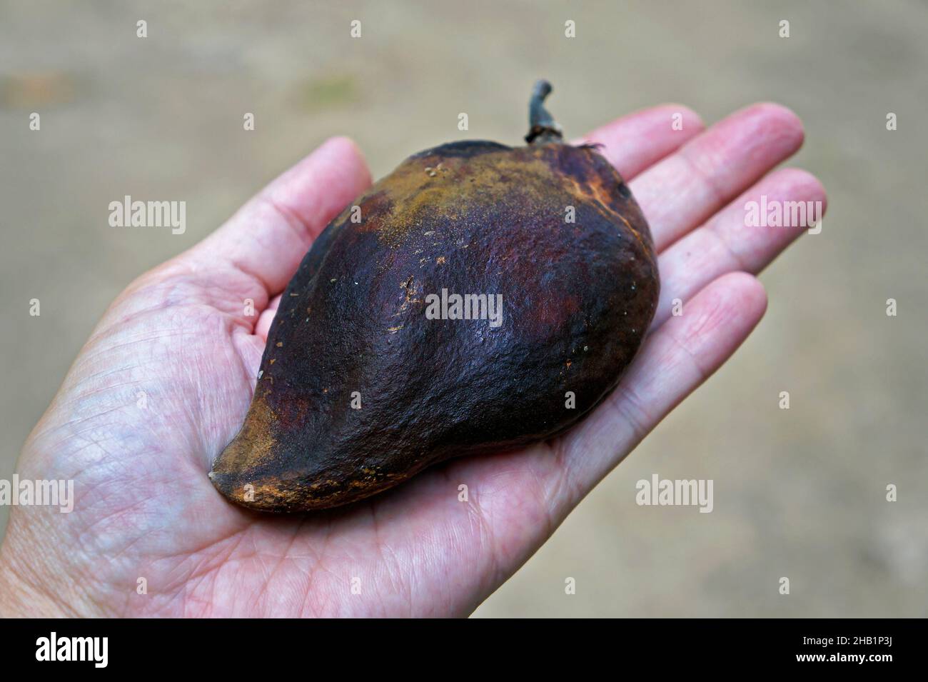 One large seed hi-res stock photography and images - Alamy