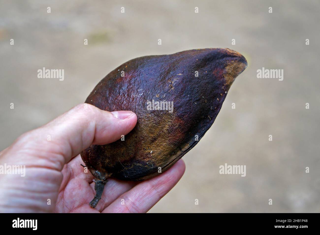 Big wild seed on hand, Brazil Stock Photo - Alamy