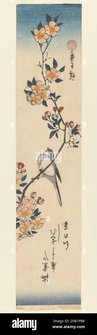 Japanese bird cherry blossom hi-res stock photography and images - Alamy