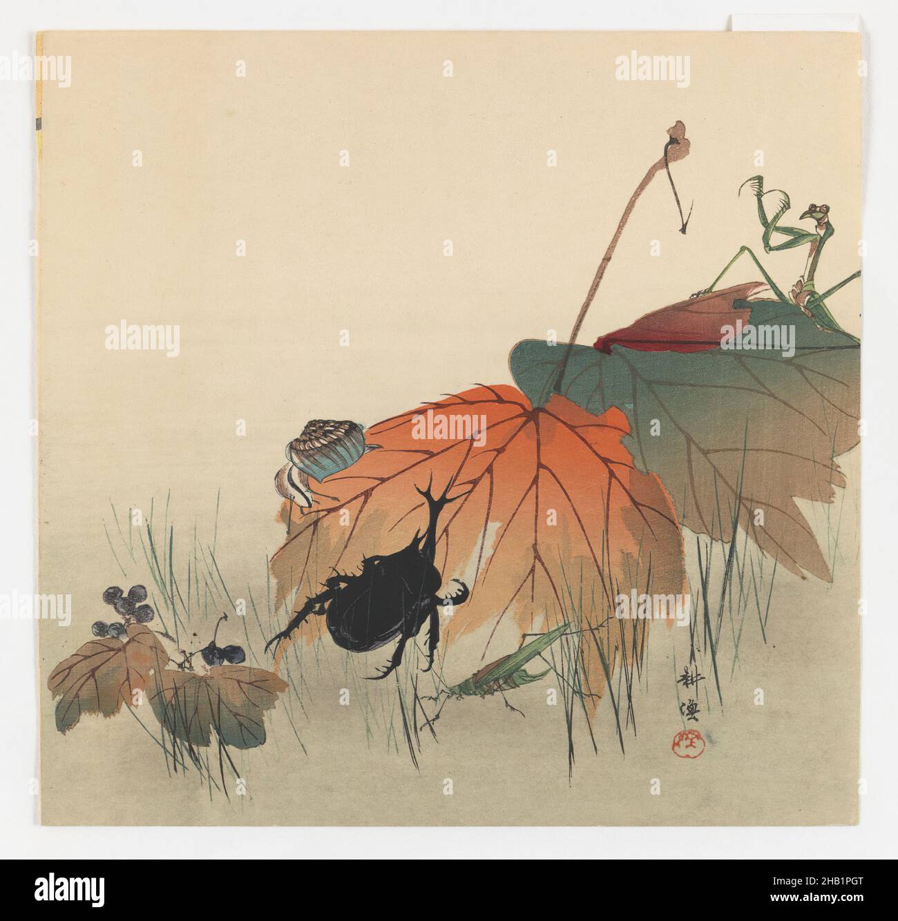 Japanese beetles maple leaves hi-res stock photography and images - Alamy