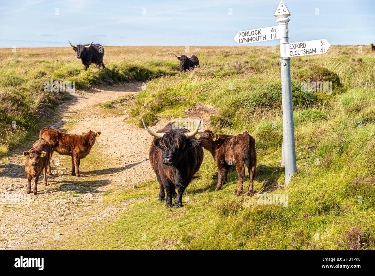 Highland cattle and calves on Exmoor National Park at Lucott Cross ...