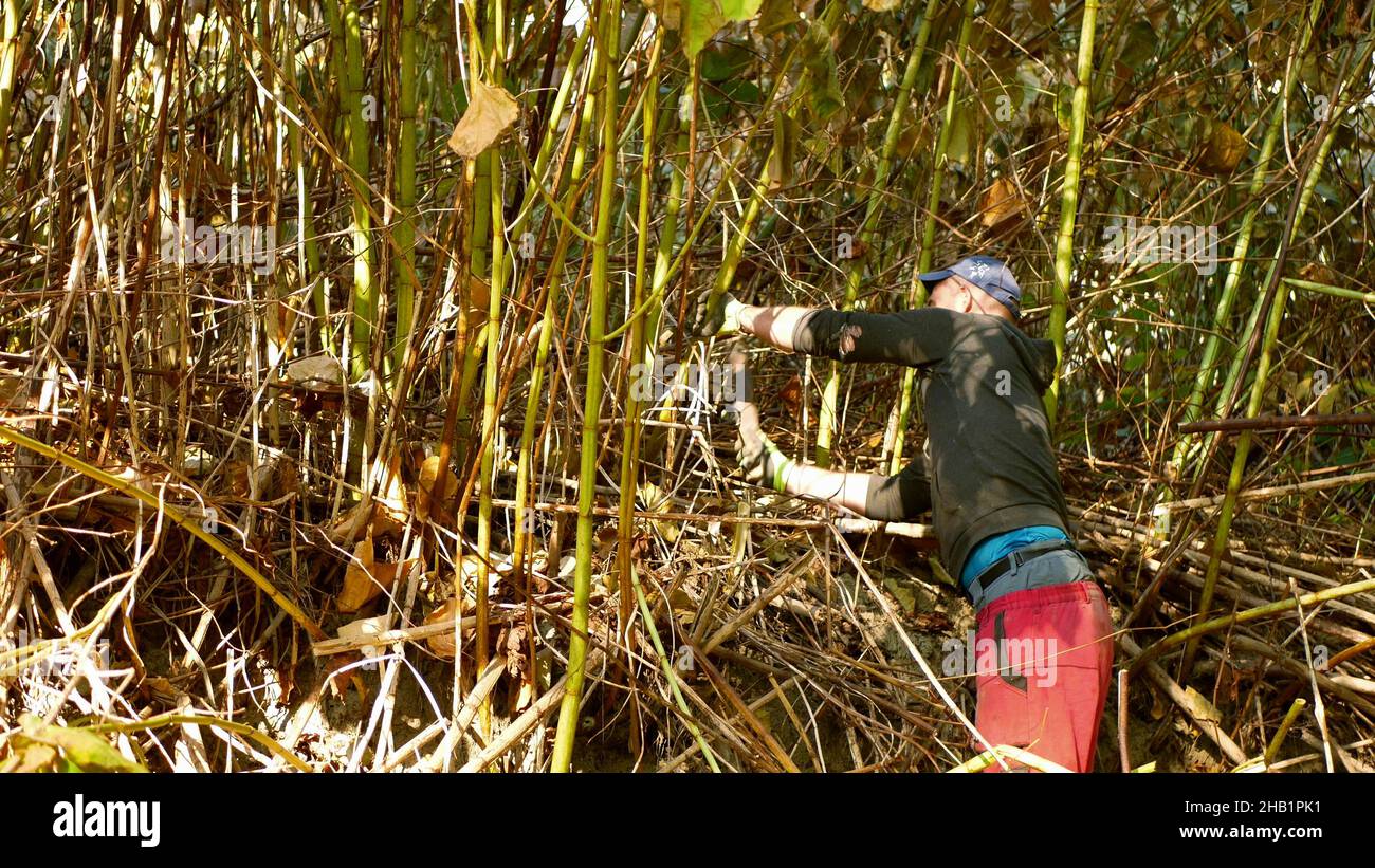 Knotweed Reynoutria destroys leaves green leaf and worker man machete ...